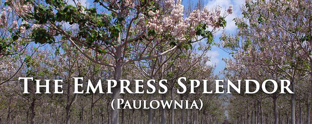The Empress Splendor (Paulownia)